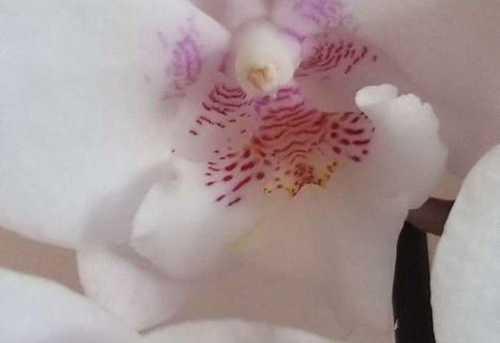 Орхидея фаленопсис биг лип цветет