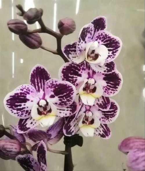 Орхидея фаленопсис гибрид 863