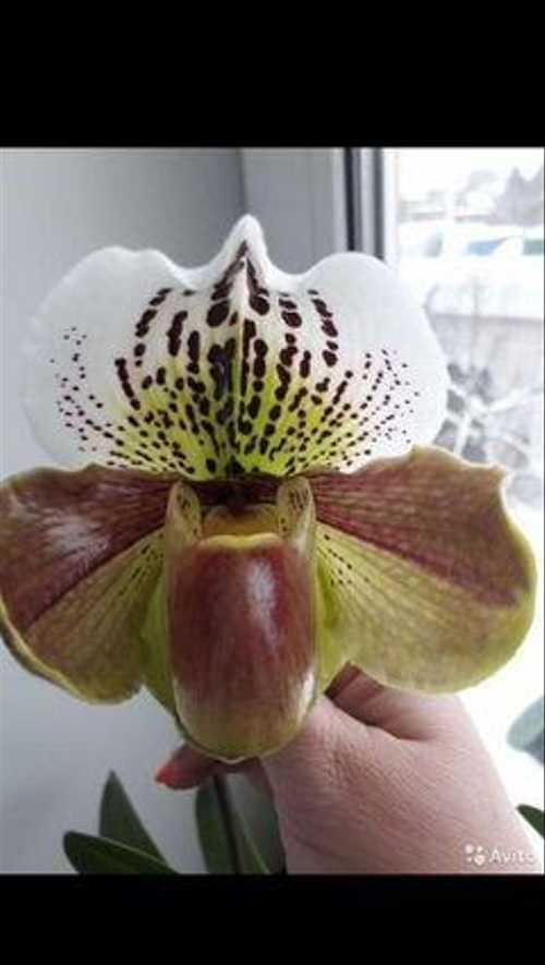 Орхидея Пафиопедилум, американский гибрид