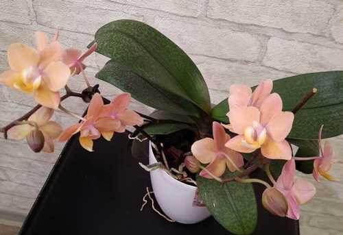 Орхидея фаленопсис парфюмерная фабрика Scention