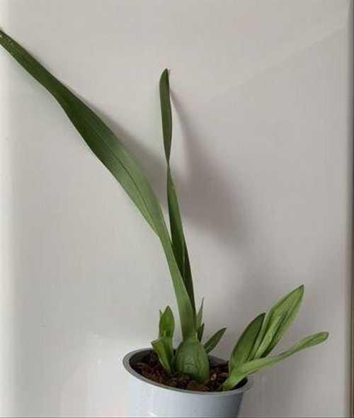 Орхидея Онцидиум (гибрид) ароматная
