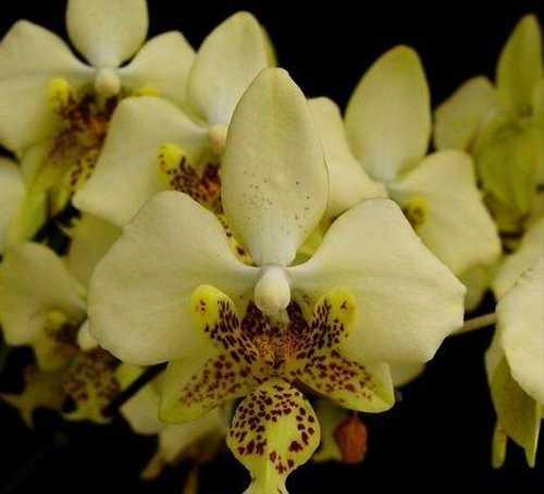 Орхидея Phal. Stuartiana v, nobilis