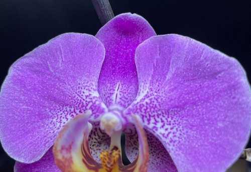 Орхидеи фаленопсис подростки
