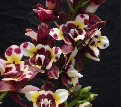 Орхидея AN6002