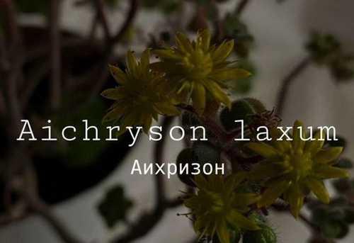 Аихризон (Aichryson laxum)