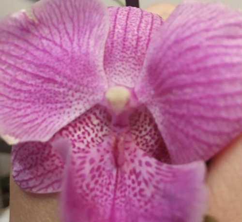 Орхидея фаленопсис отцвела биглип