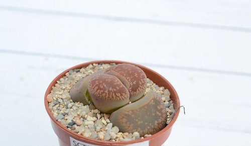 Lithops sp. (Литопс) (SCT29207)