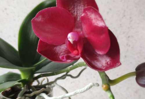 Орхидея фаленопсис Fancy Red