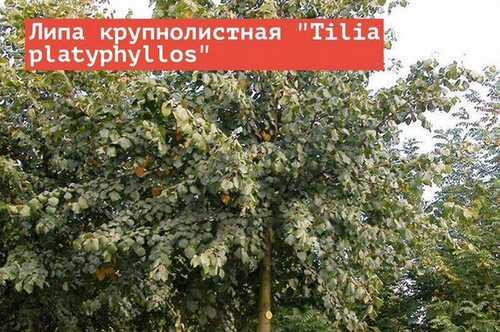 Липа крупнолистная Тilia platyphyllos /Ком 150-2