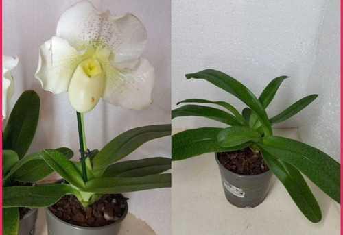 Орхидея пафиопедилум Вайт Леди(Белая Леди)