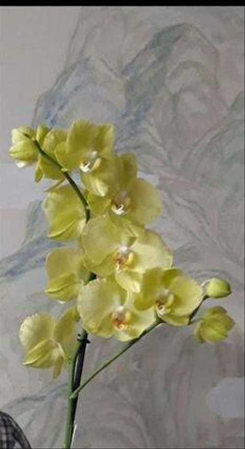 Орхидея фаленопсис жёлтая