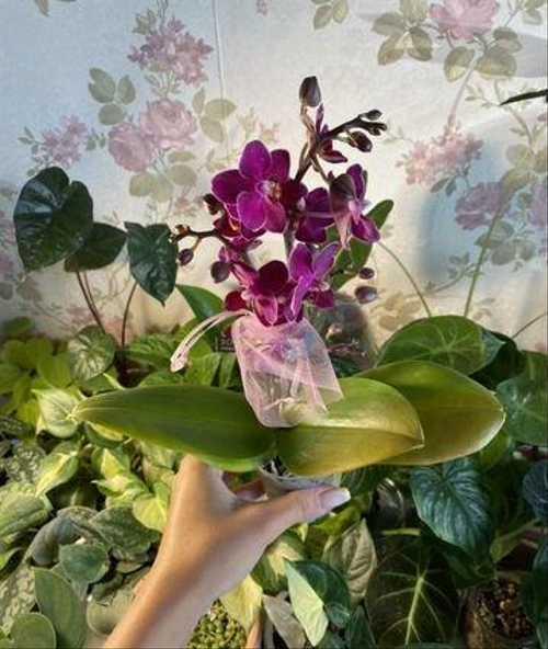 Орхидея фаленопсис. Phal aromio fruity