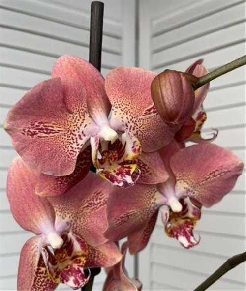 Орхидея фаленопсис Леко фантастик