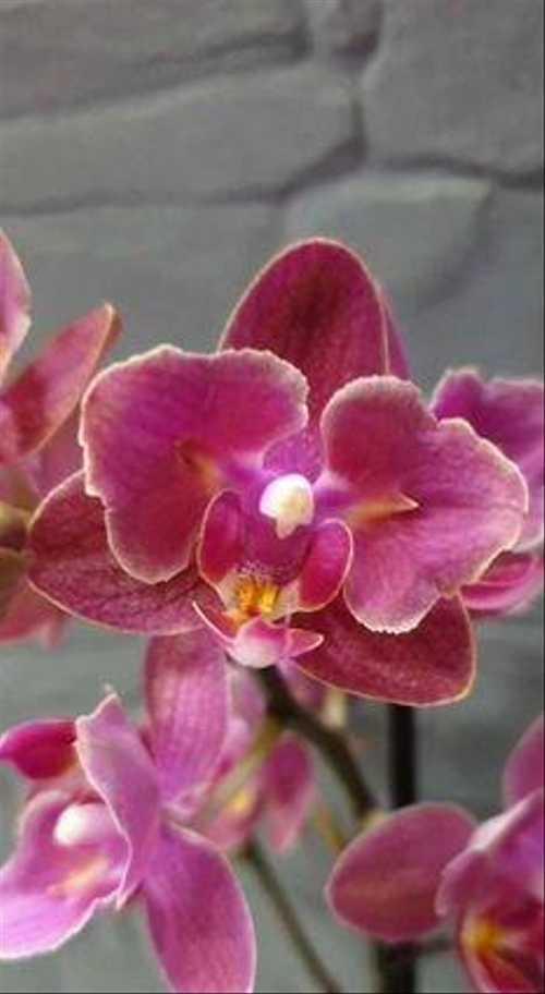 Орхидея бабочка парфюм