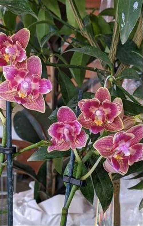 Орхидея мультифлора бабочка