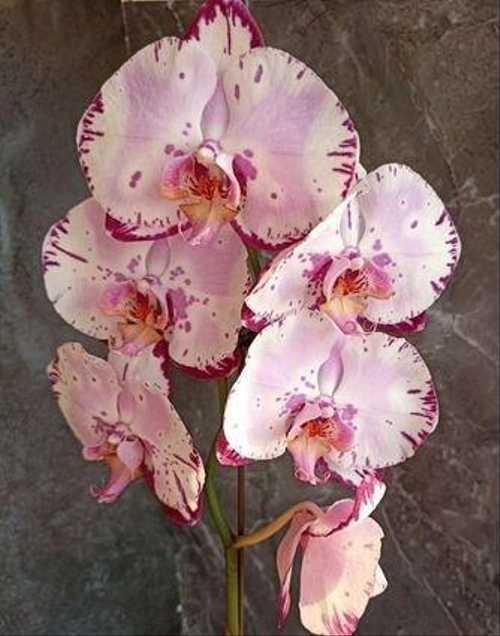 Орхидея фаленопсис крупная Sophia / Magic art