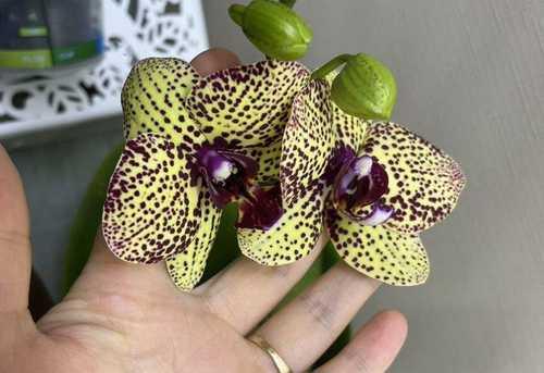 Орхидея фаленопсис клеопатра