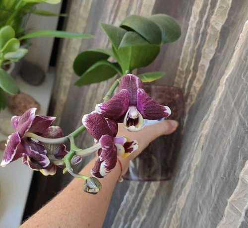 Черная восковая Орхидея фаленопсис Аля вуду