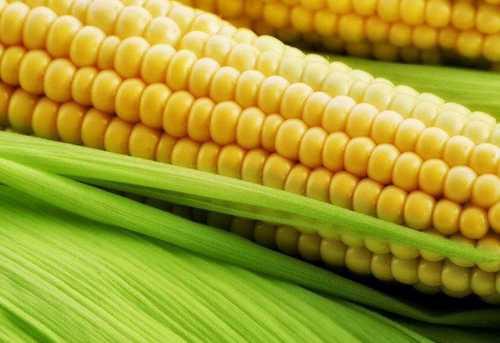Семена подсолнечника и кукурузы