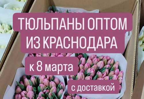 Краснодарские тюльпаны оптом к 8 марта