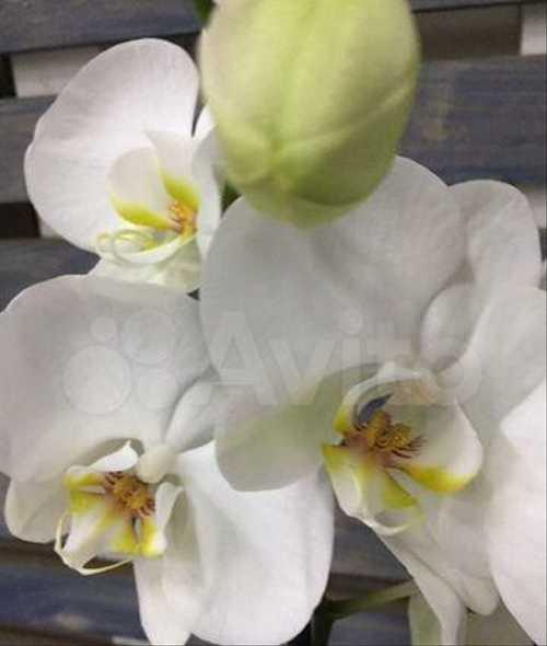 Орхидея Кембридж Phal. Cambridge цветущая