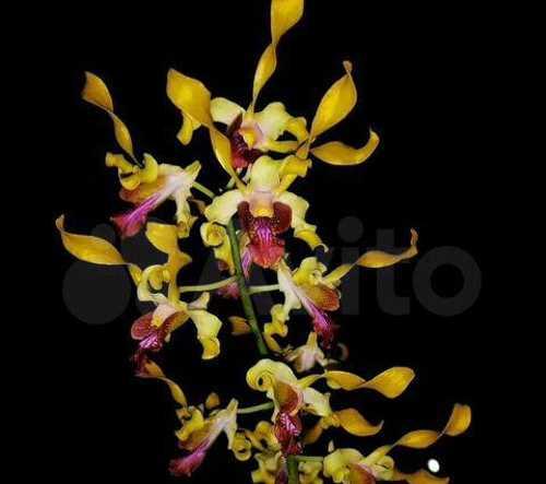 Dendrobium Jairak Goldmine