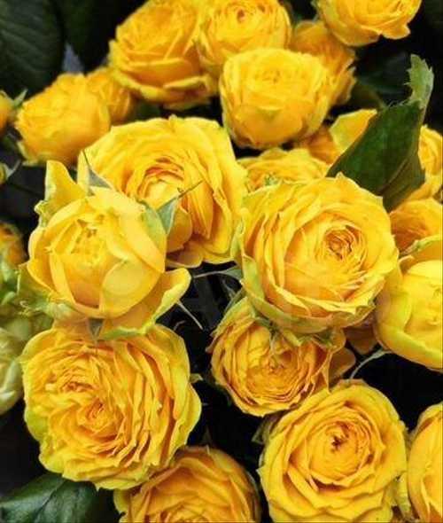 Цветы, кустовые розы "Голден Селебрейшен" пионы