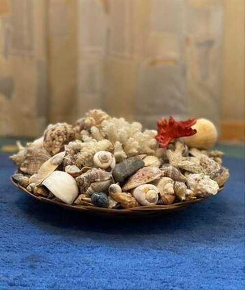 Коллекция морских ракушек