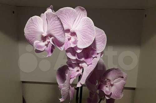 Орхидея фаленопсис Sweet talk