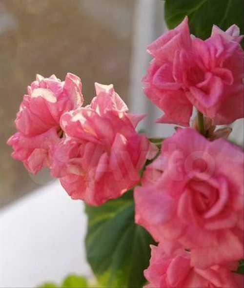 Пеларгония Grainger’s Antigua Rose