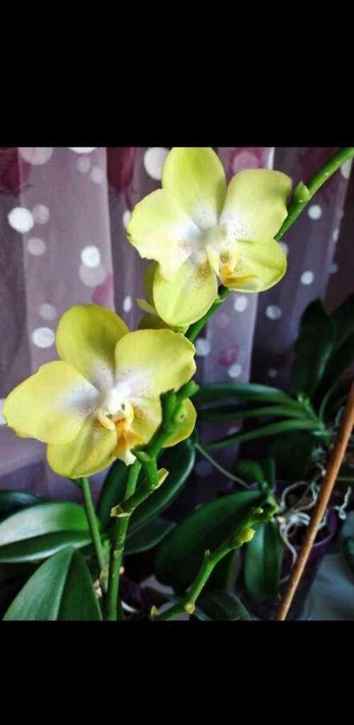 Орхидея Баттеркап