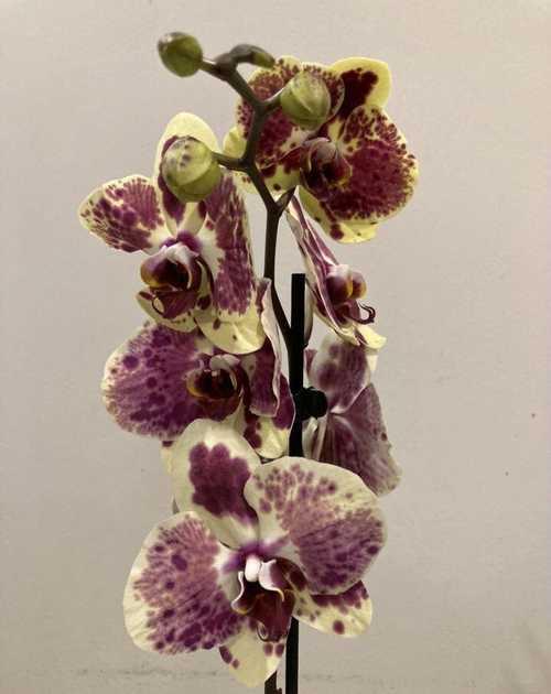 Орхидея Экзотик Пунш (цветёт)