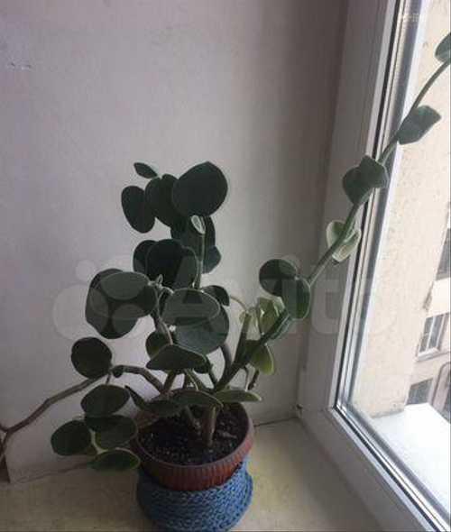 Пеперомия седая (Peperomia incana)
