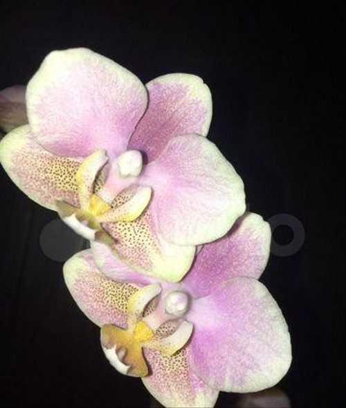 Орхидея фаленопсис Парфюмерная фабрика Оранж