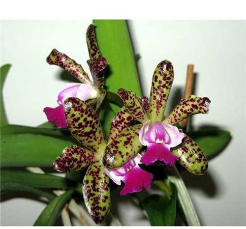 Орхидея Каттлея Green Emerald Orchid Queen