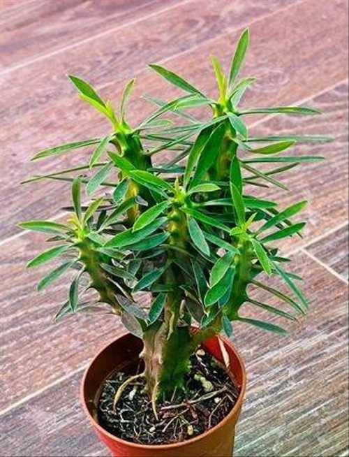 Суккулент Euphorbia Loricata