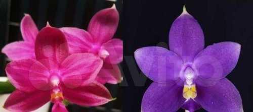 Сеянцы из фласки. Орхидея фаленопсис Азия