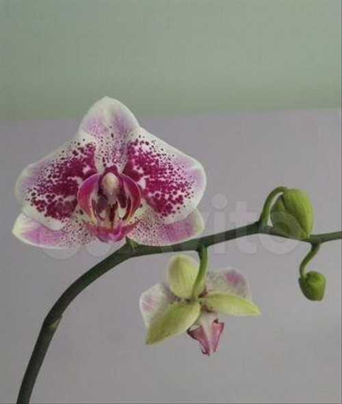 Орхидея фаленопсис Элегант