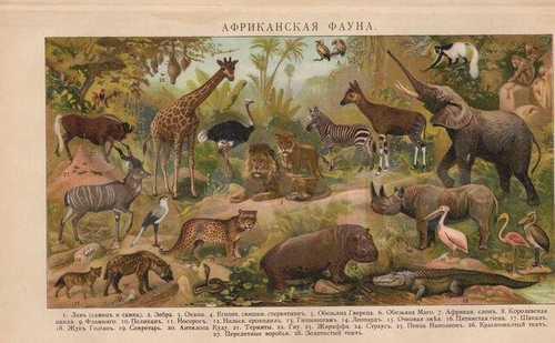 Литография. Животные Африки, Азии и Америки.19 век