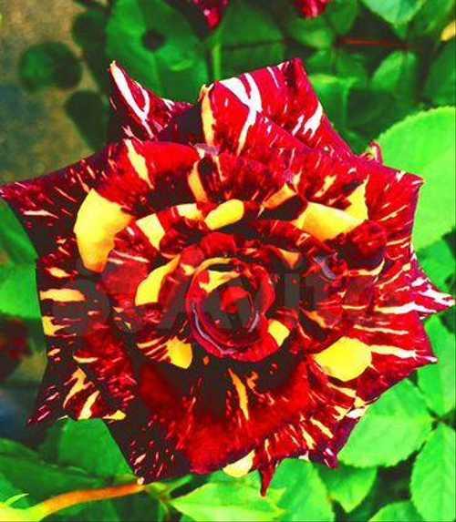 Cаженец Роза чайно-гибридная “Абра кадабра”