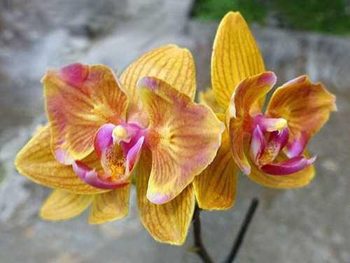 Орхидея Фаленопсис Lianher Lucky Cat