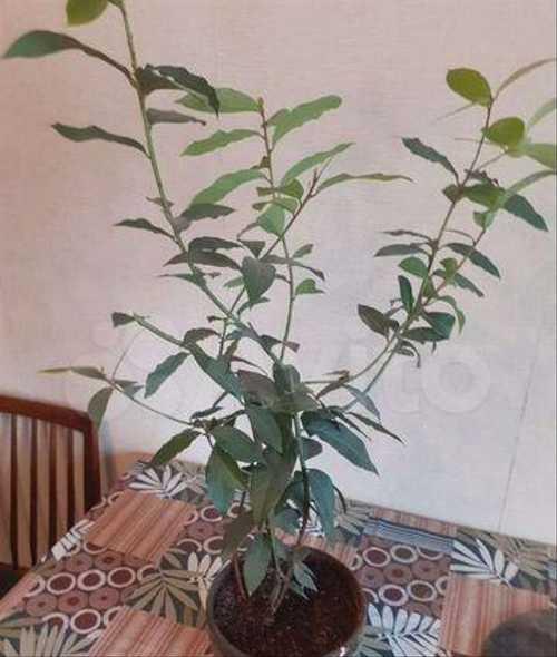 Лавр (лаврушка-растение)
