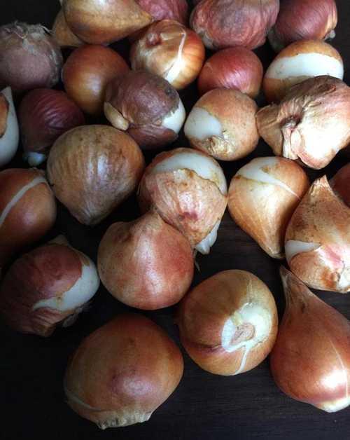 Тюльпаны луковицы сортовые