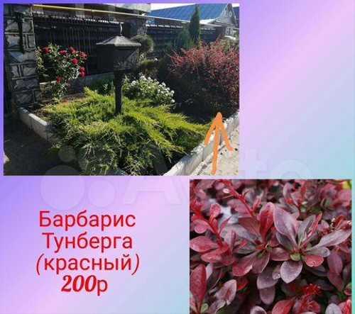Барбарис тунберга