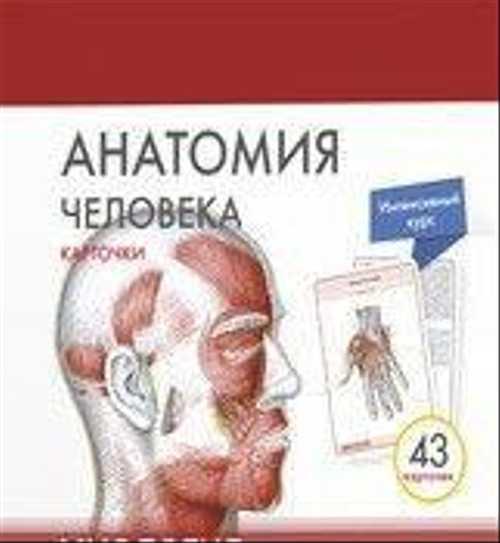 Анатомия человека. Миология (43 карточки)
