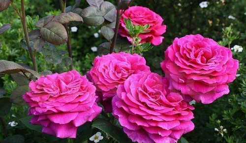 Саженцы роз садовых