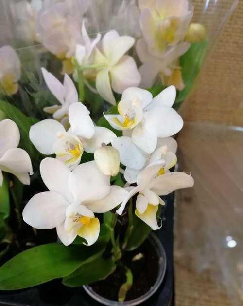 Орхидея фаленопсис мини набор