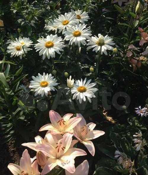 Многолетние цветы: Ромашка, Эхинацея, Гелениум, Ге