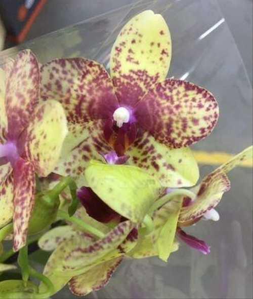Орхидея очень ароматная мультифлора миди