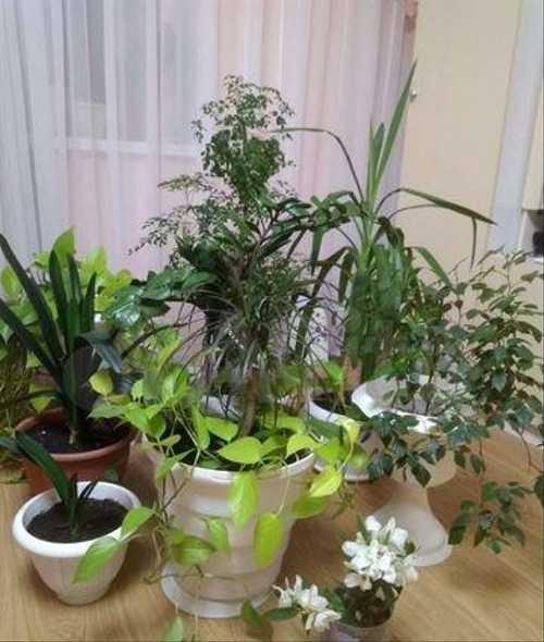 Комнатные растения, рассада овощей и садовых цвето